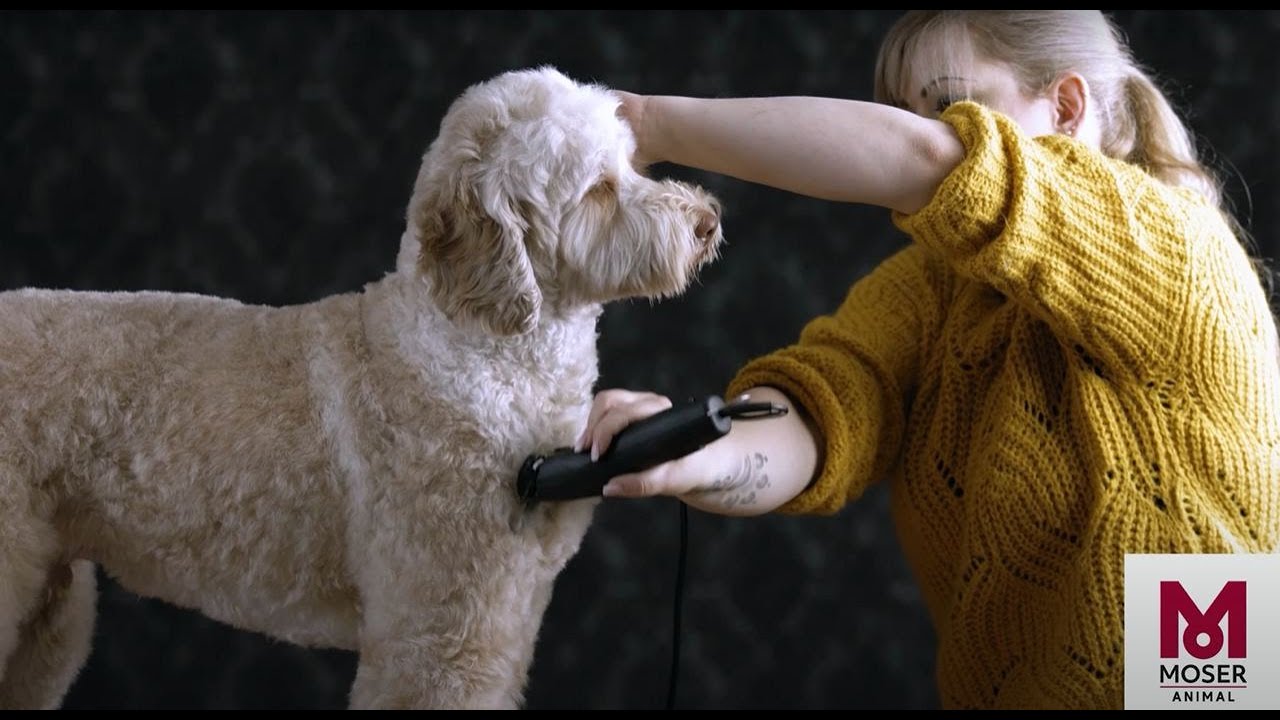 MOSER Max 50 – Полная домашняя стрижка крупной собаки | MOSER Animal ...