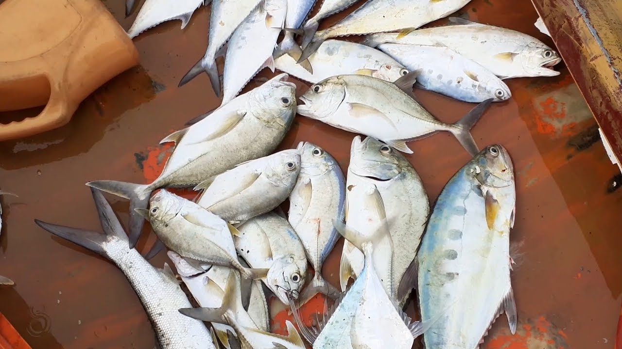 தேங்காய் பாறை மீனின் அற்புதம்.. பெண்களுக்கு வரப்பிரசாதம் | Thenga ...