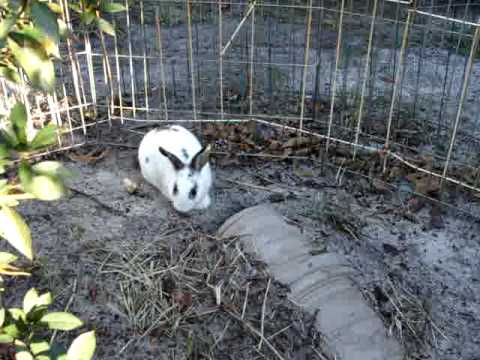 Rabbit Tunnel Outside - YouTube