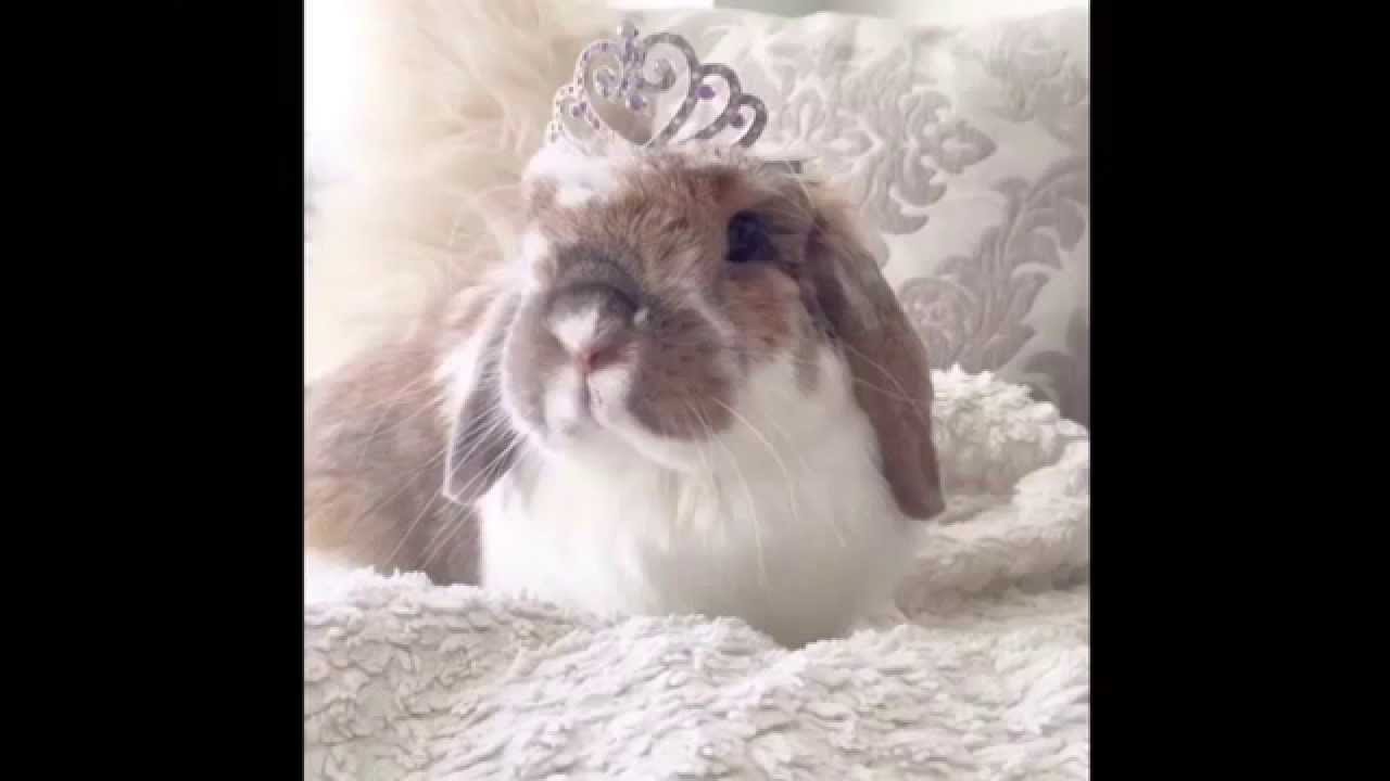 Glamorous Moo - Bunny Princess - YouTube