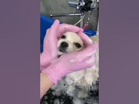 ГРУМИНГ ПОМЕРАНСКОГО ШПИЦА 💅🏻 - YouTube