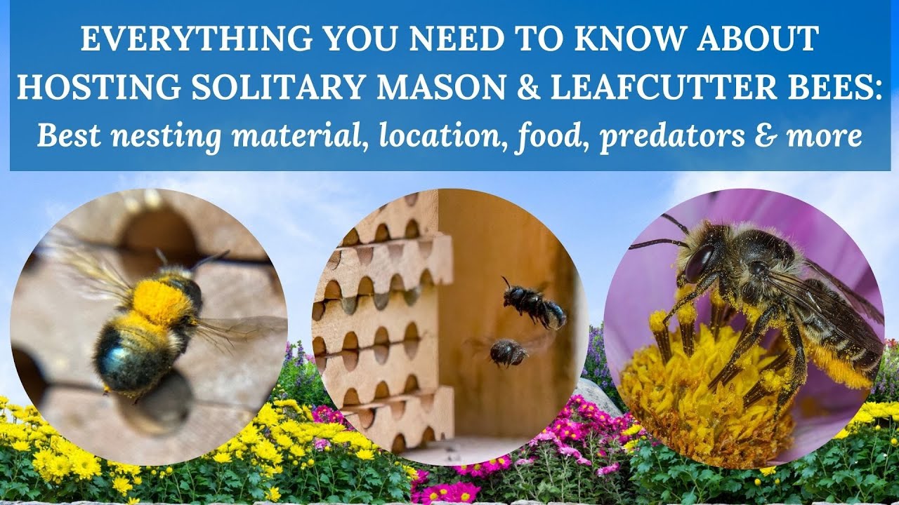 Learn How to Successfully Host Mason and Leafcutter Bees - YouTube