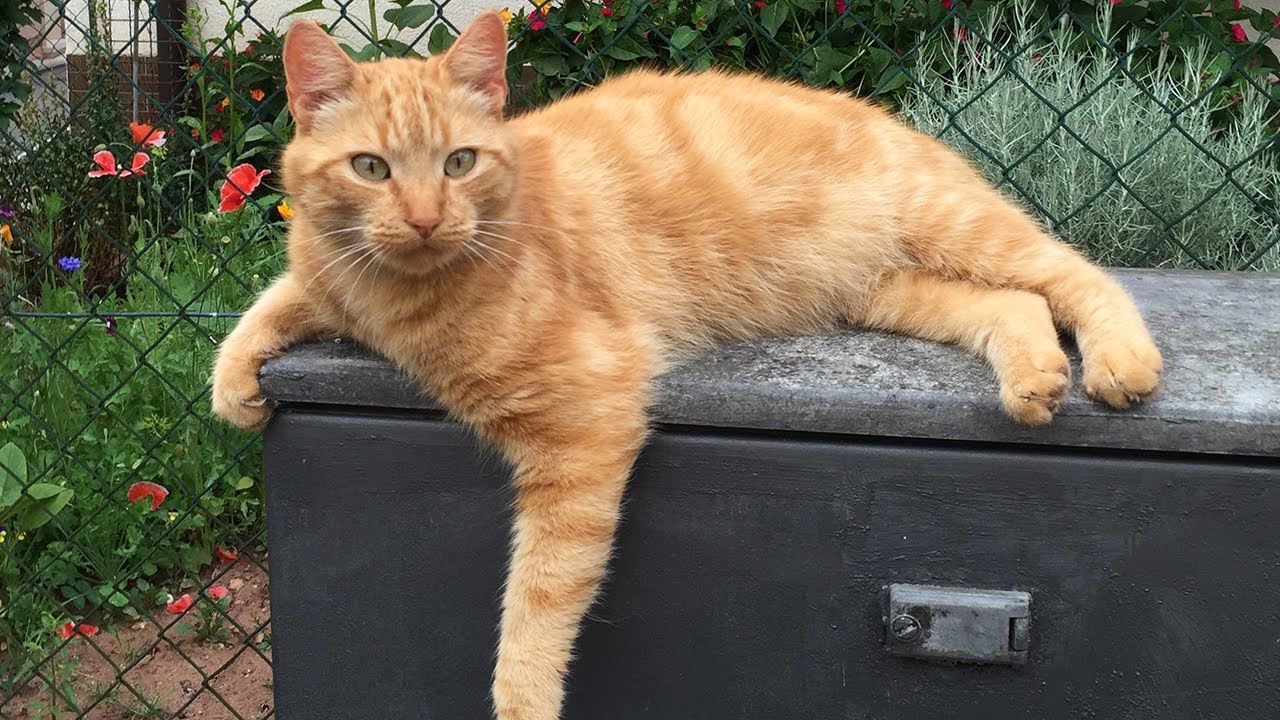 Garfield chasing mouse - cat chasing mouse - YouTube