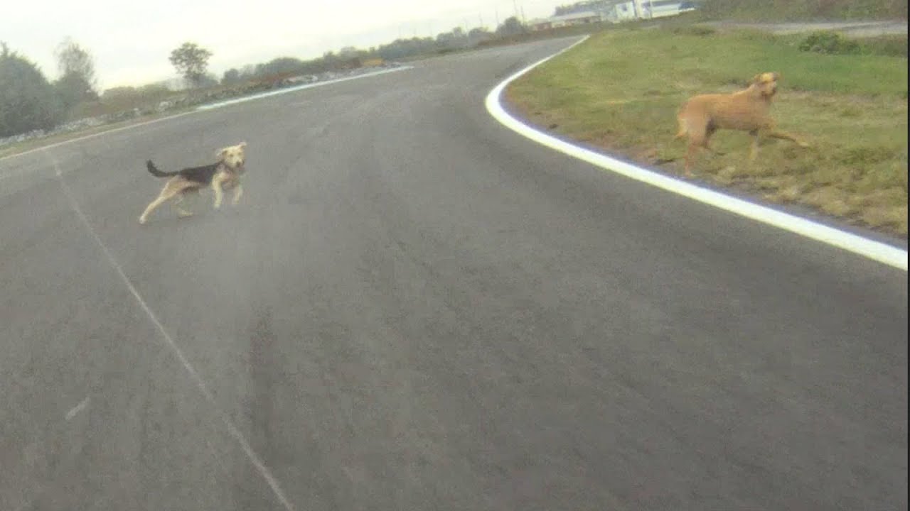 Close call - Dogs on the track!!! #wow #nearhit #closecall - YouTube