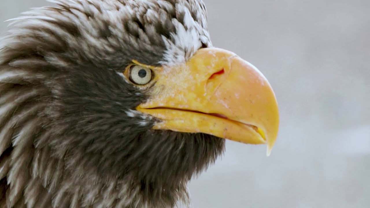 Steller's sea eagle in Japan Hokkaido | Panasonic GH5S 240fps - YouTube