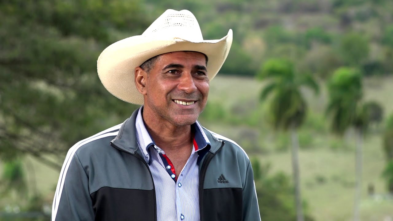 REP USO DEL PALMICHE COMO ALIMENTO ANIMAL BUENOS DÍAS - YouTube