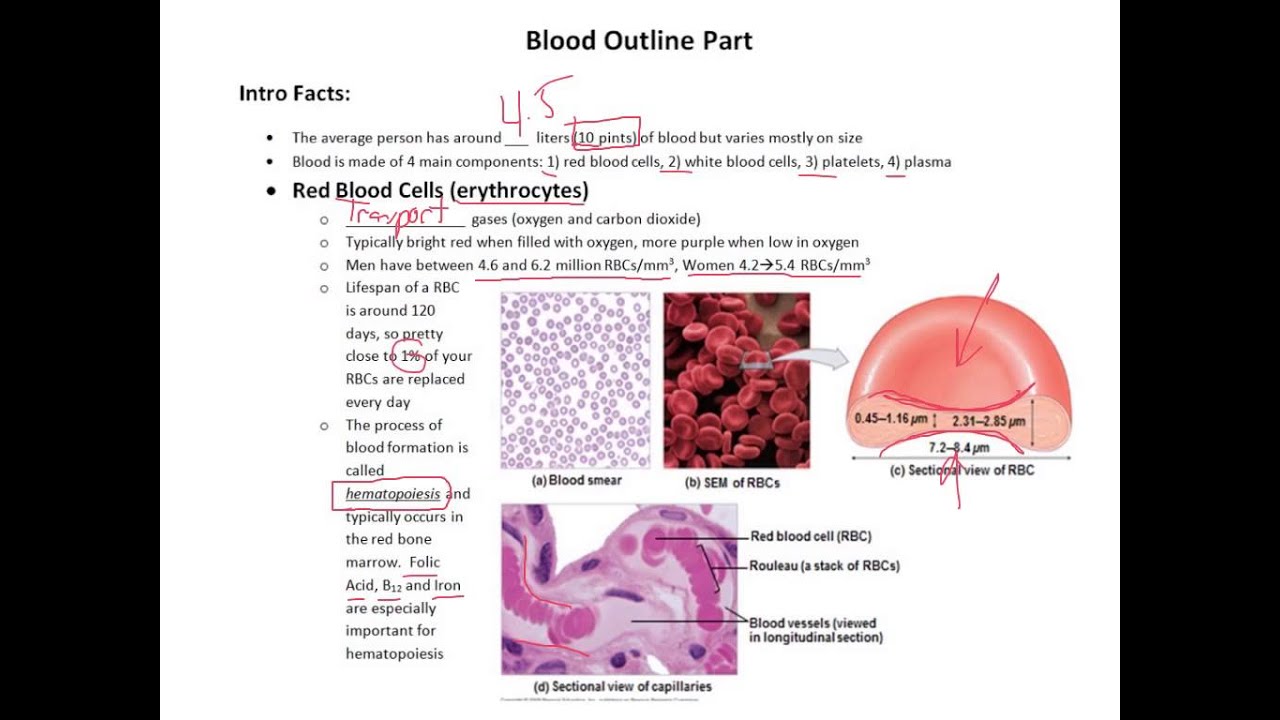 Intro to Blood - YouTube