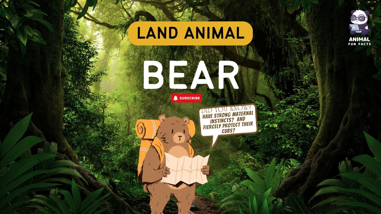 Fuzzy Friends of the Forest: Unwrapping the Cuteness of Bears #14 - YouTube