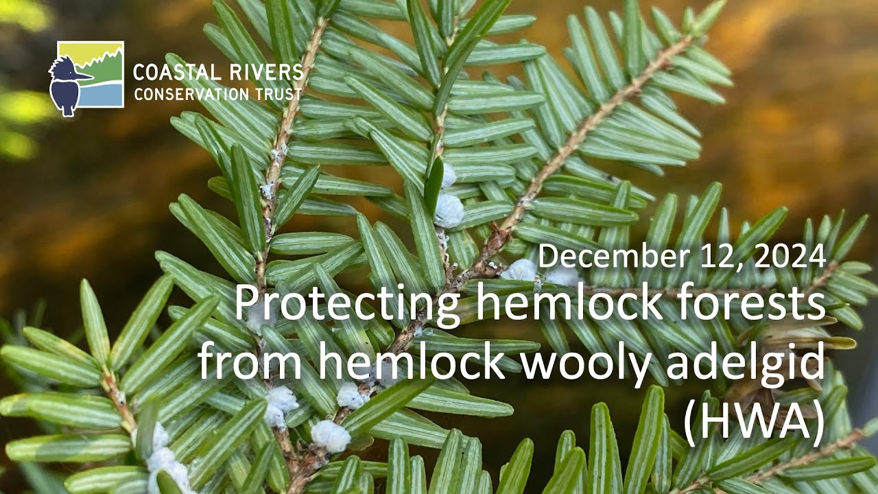Protecting hemlock forests from hemlock woolly adelgid (HWA) - YouTube