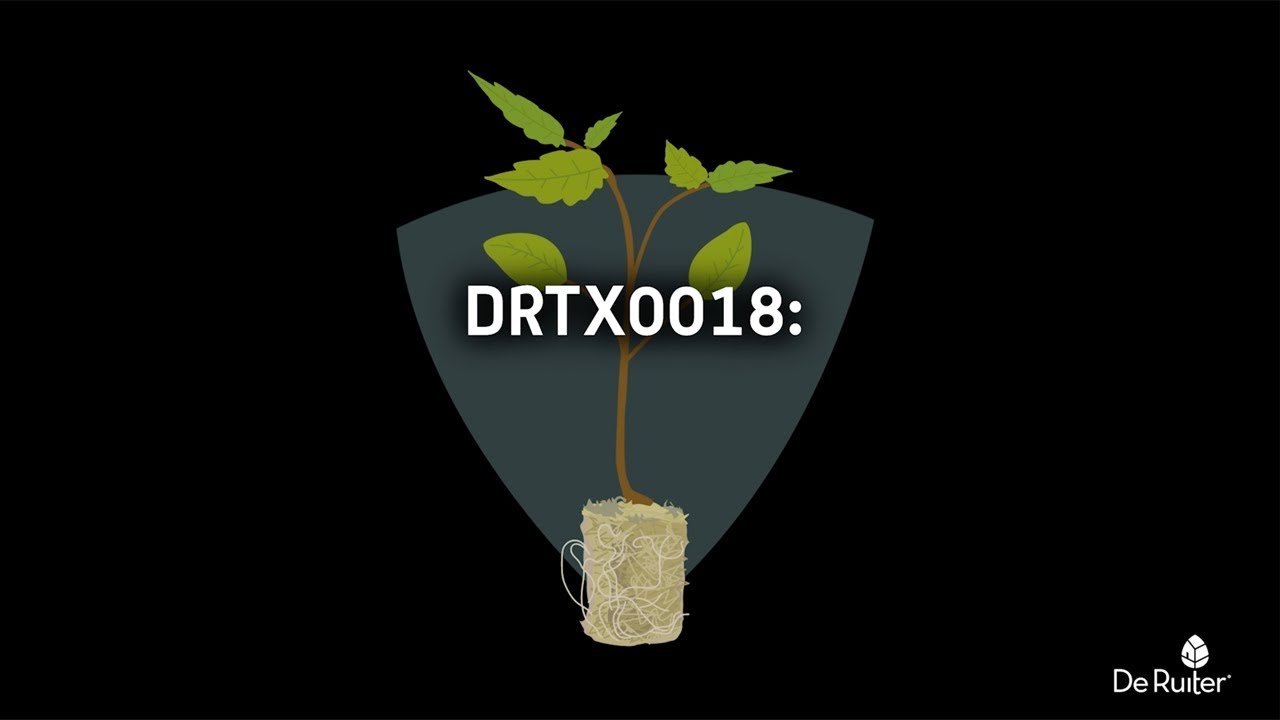 Rootstock DRTX0018 introduction FR - YouTube