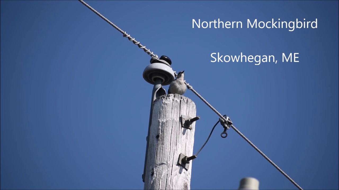 Northern Mockingbird with beautiful songs! - YouTube