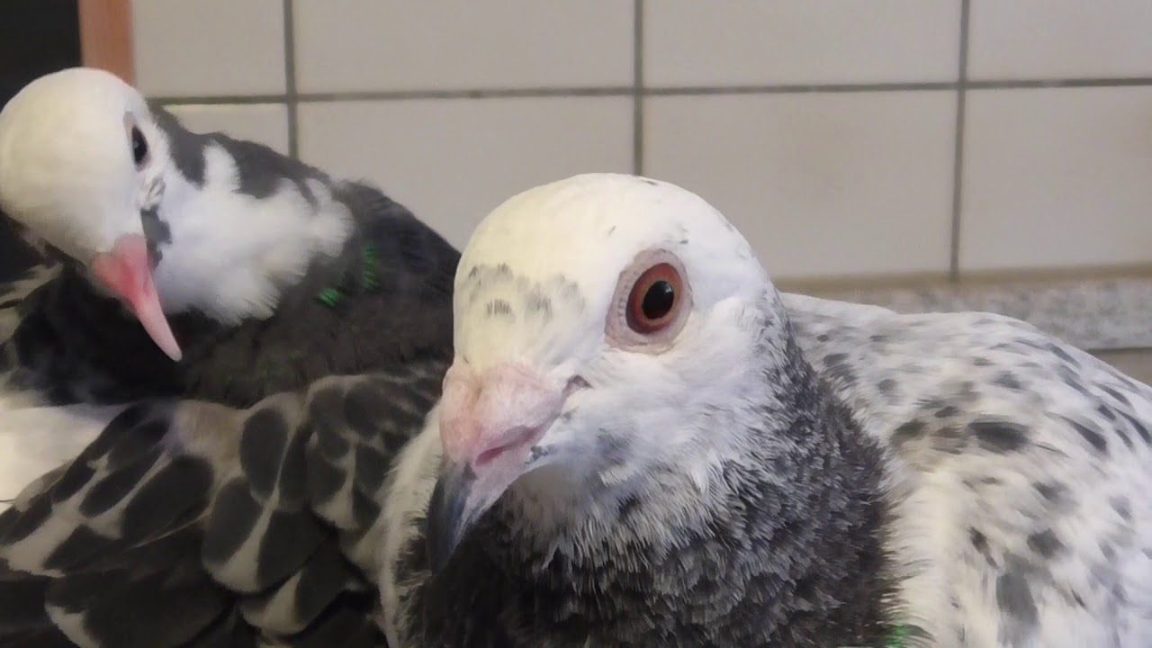 Sweet pigeon love - YouTube