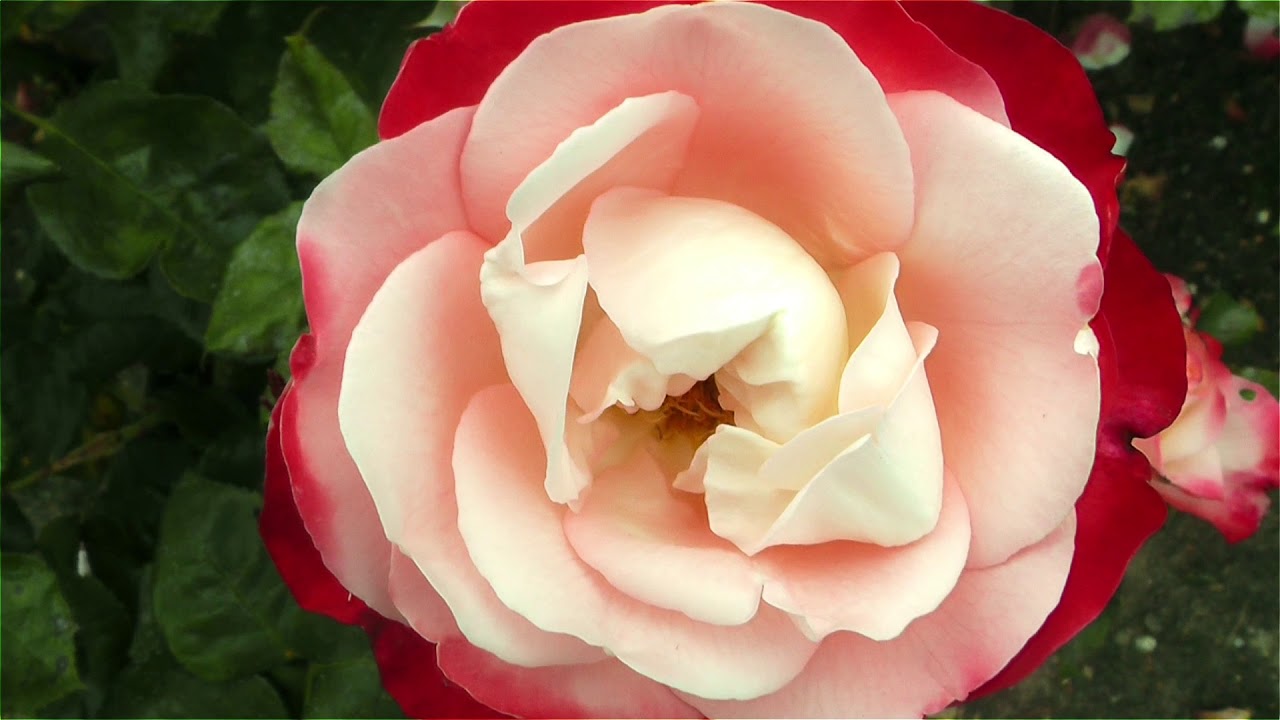 The White Rose - John Boyle O’Reilly - Read by James Kingdon - YouTube