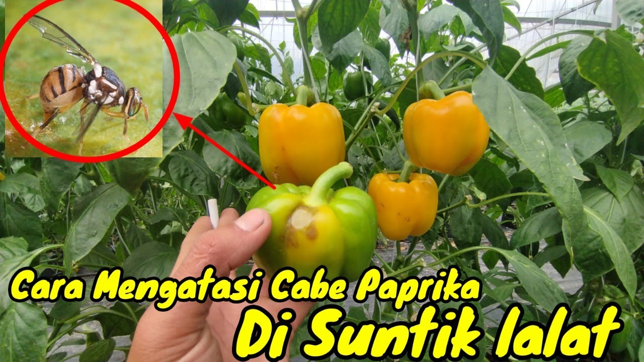 Cara Mengatasi CABE PAPRIKA Dari Serangan Lalat || Growing up Paprika ...