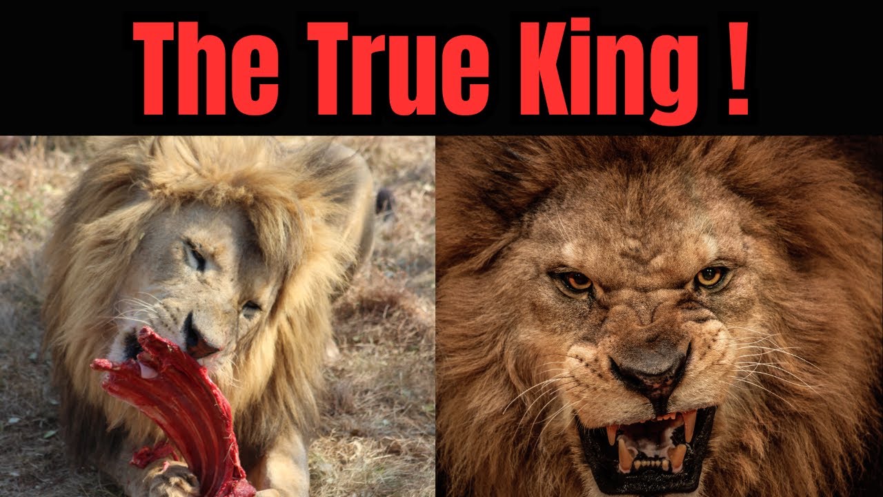 "Lions: The True Kings of the Jungle | Wildlife Conservation - YouTube