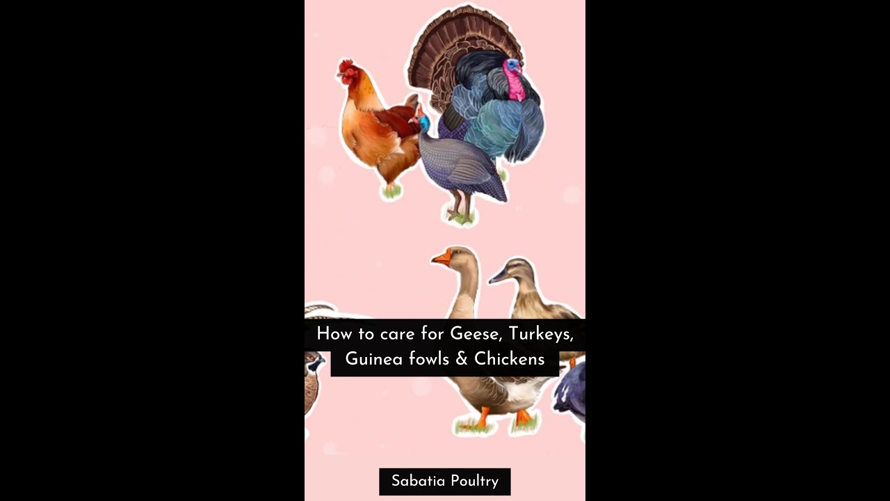How to care for Geese, Turkeys, Guinea fowls and Chickens - Sabatia ...