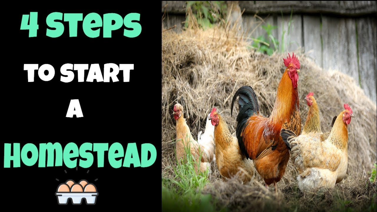 How to Start a Homestead - YouTube