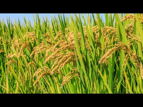 Top 5 High-Yielding & Profitable Rice Varieties| Smart Agri Hub - YouTube