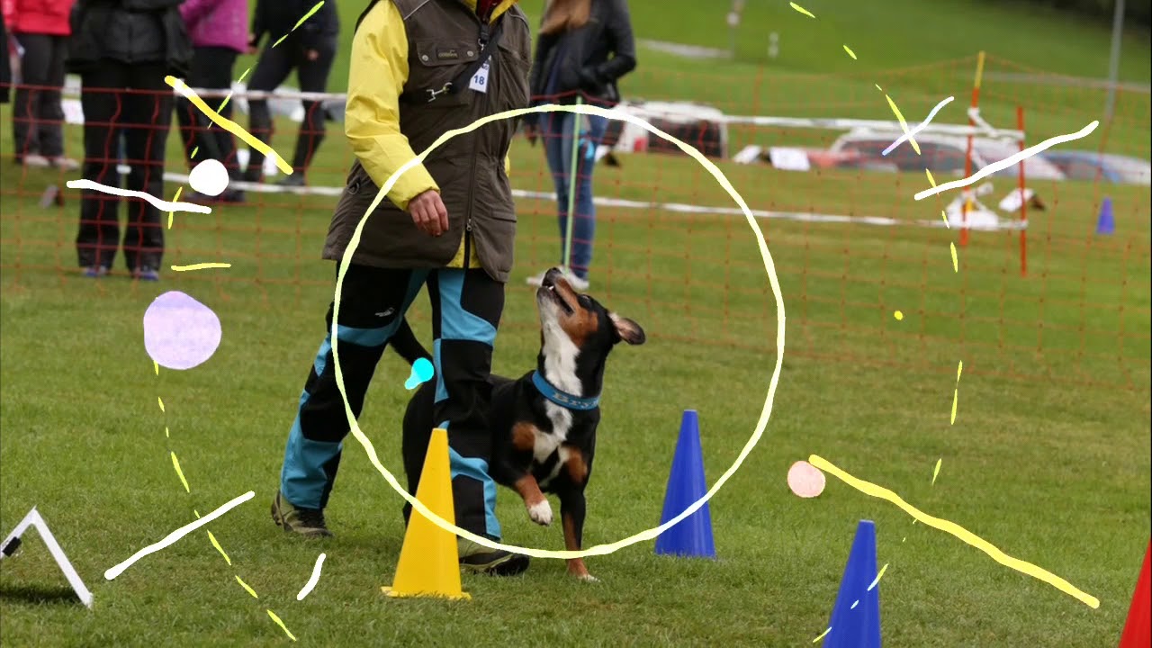 Rally Obedience - YouTube