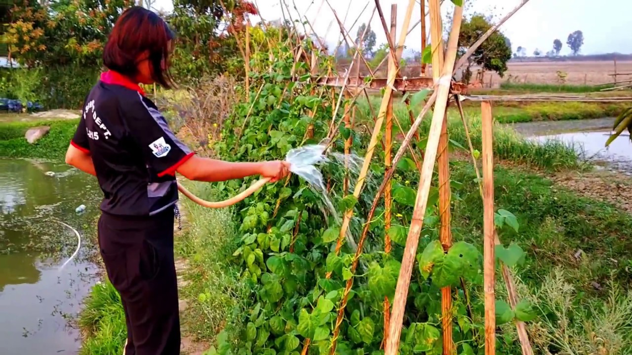 Village life at Manipur | What it feels like having a small farm - YouTube