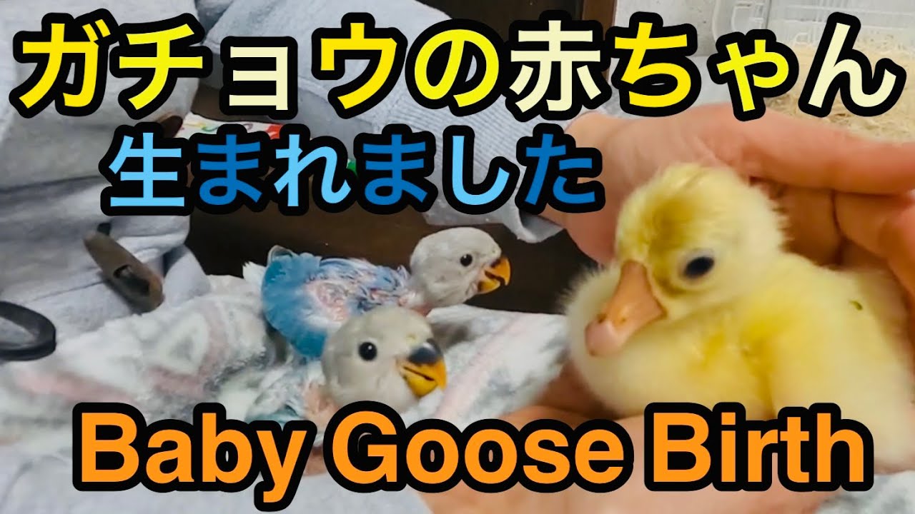 【ペット】可愛いガチョウの赤ちゃんが生まれました。Baby Goose Birth - YouTube