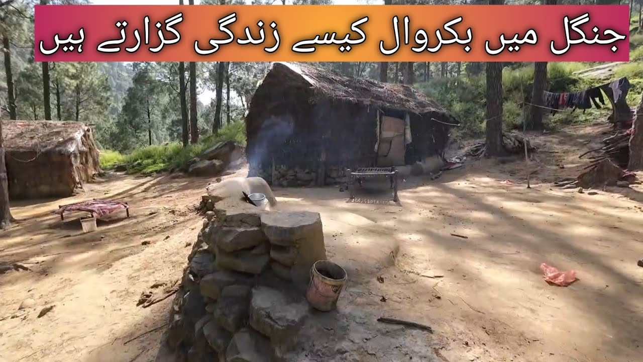 Life of the Bakrwal in the Mountains of Azad Kashmir, Pakistan 😨😱 # ...