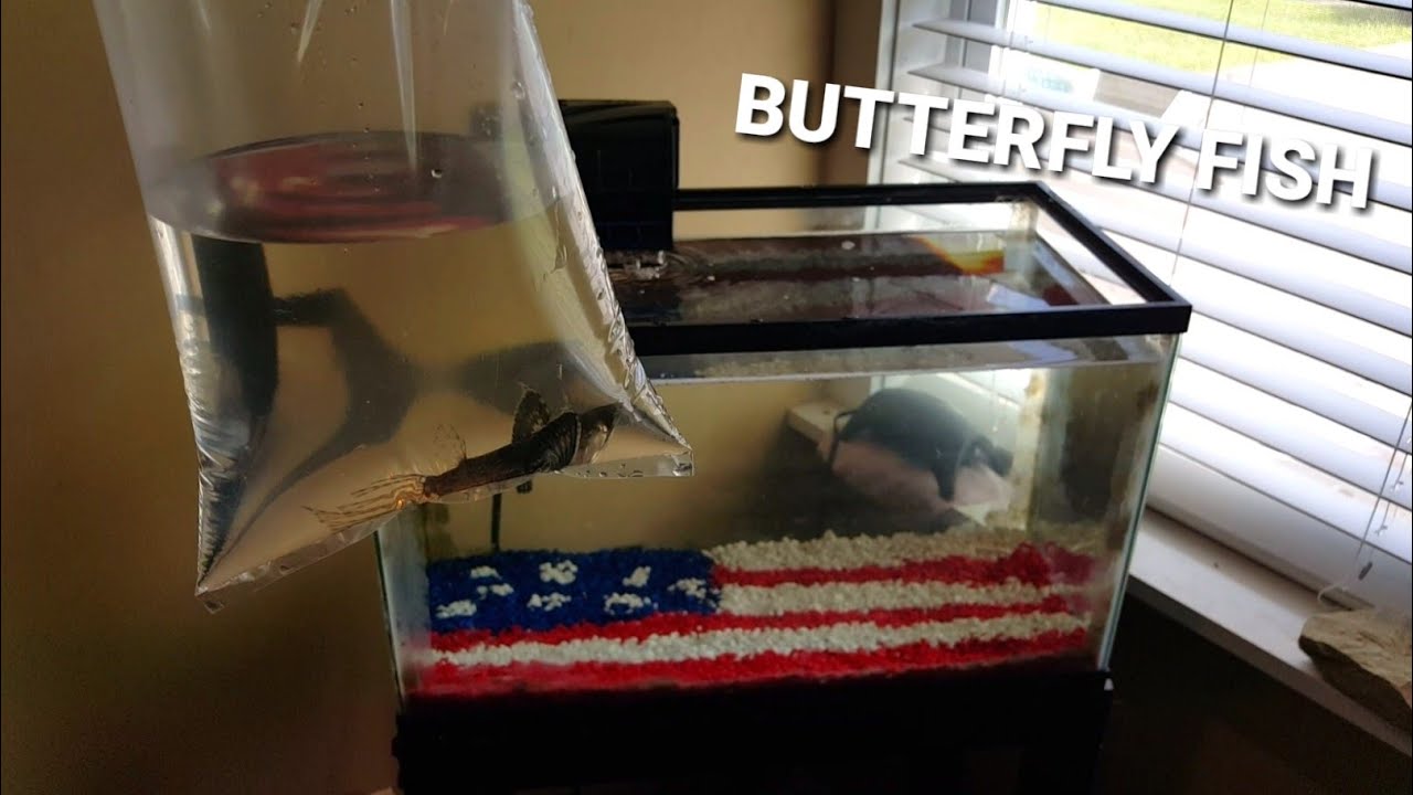 NEW BUTTERFLY FISH FOR FLAG TANK - YouTube