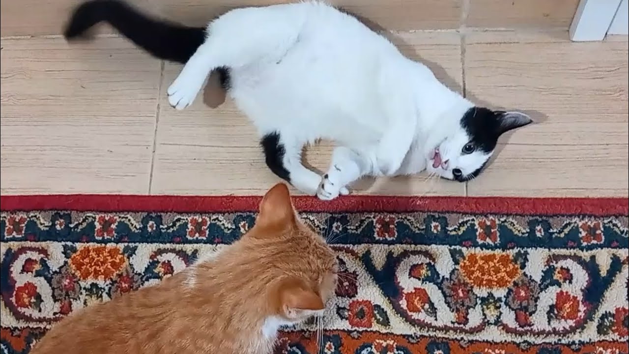 Garfield likes to take a walk, funny and very entertaining - YouTube