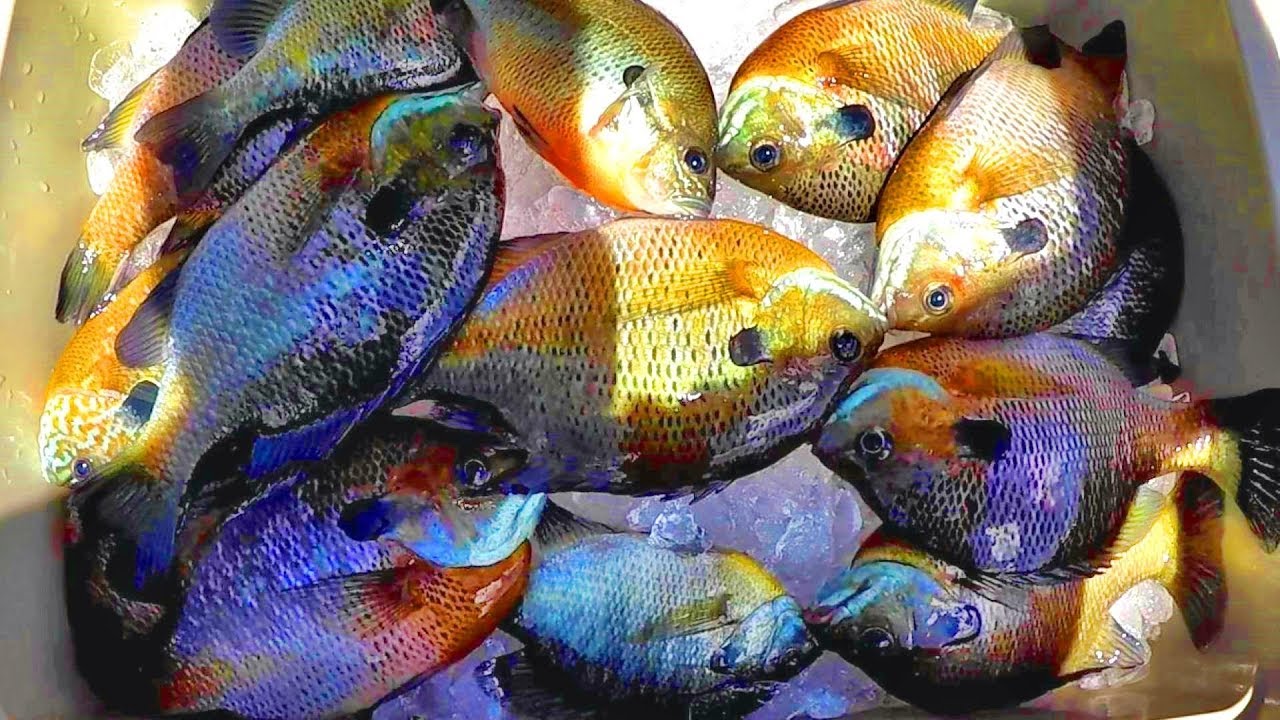 Types Of Bluegill Fish