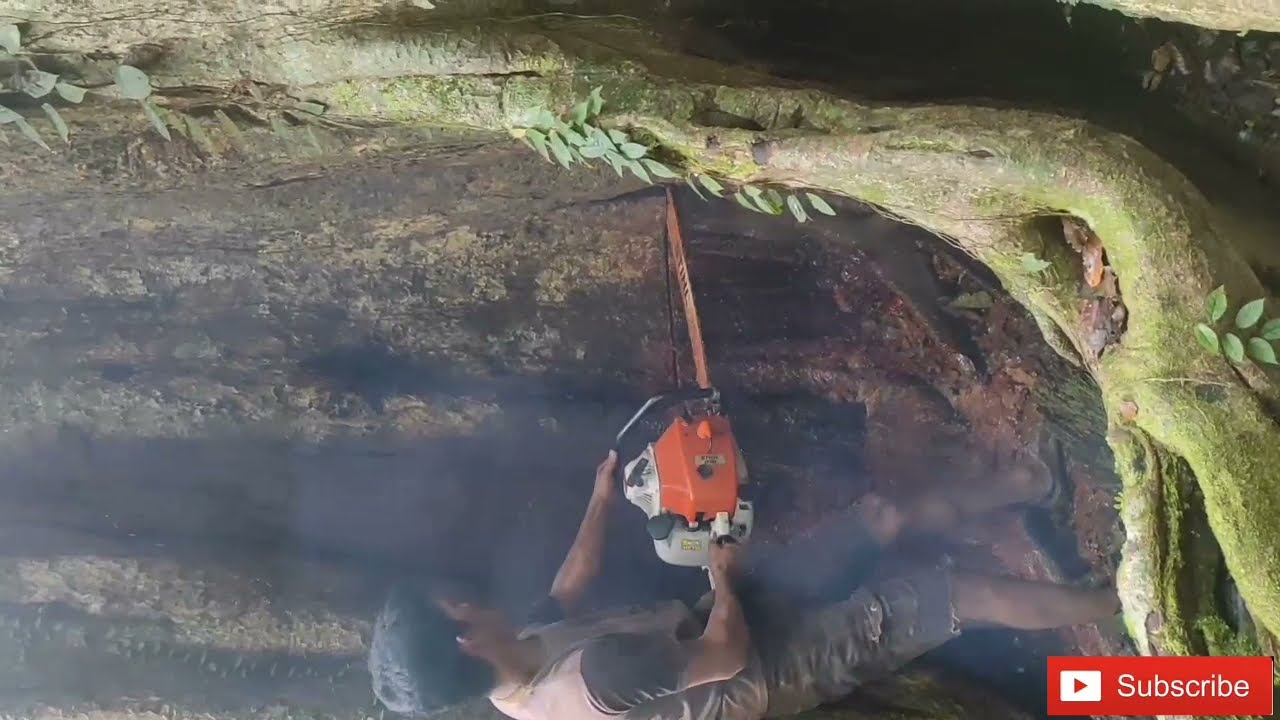 virall apa yg terjadi penebangan pohon merbau/besi raksasa dengan ...