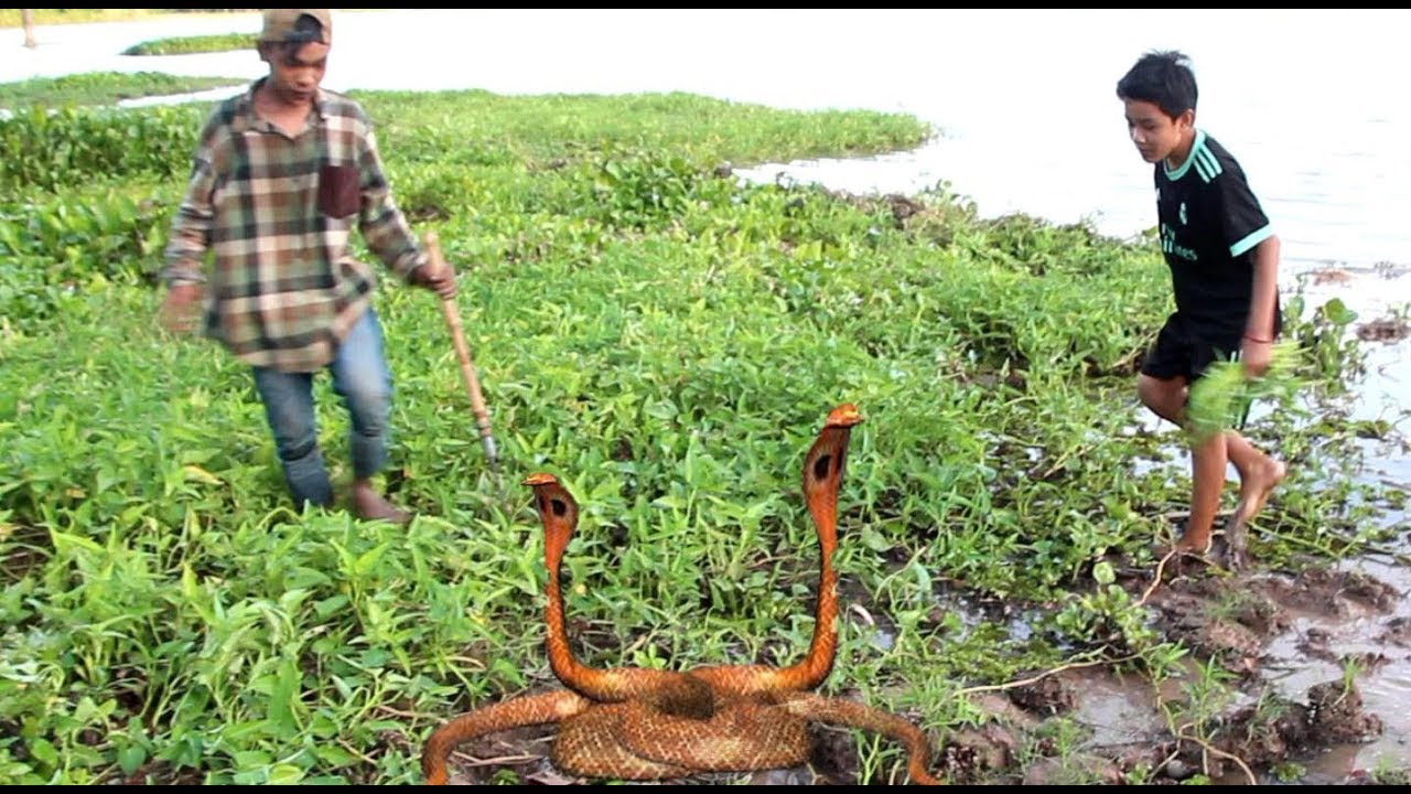 Amazing Boys Catch Snake In The Grass Near The Lake - YouTube