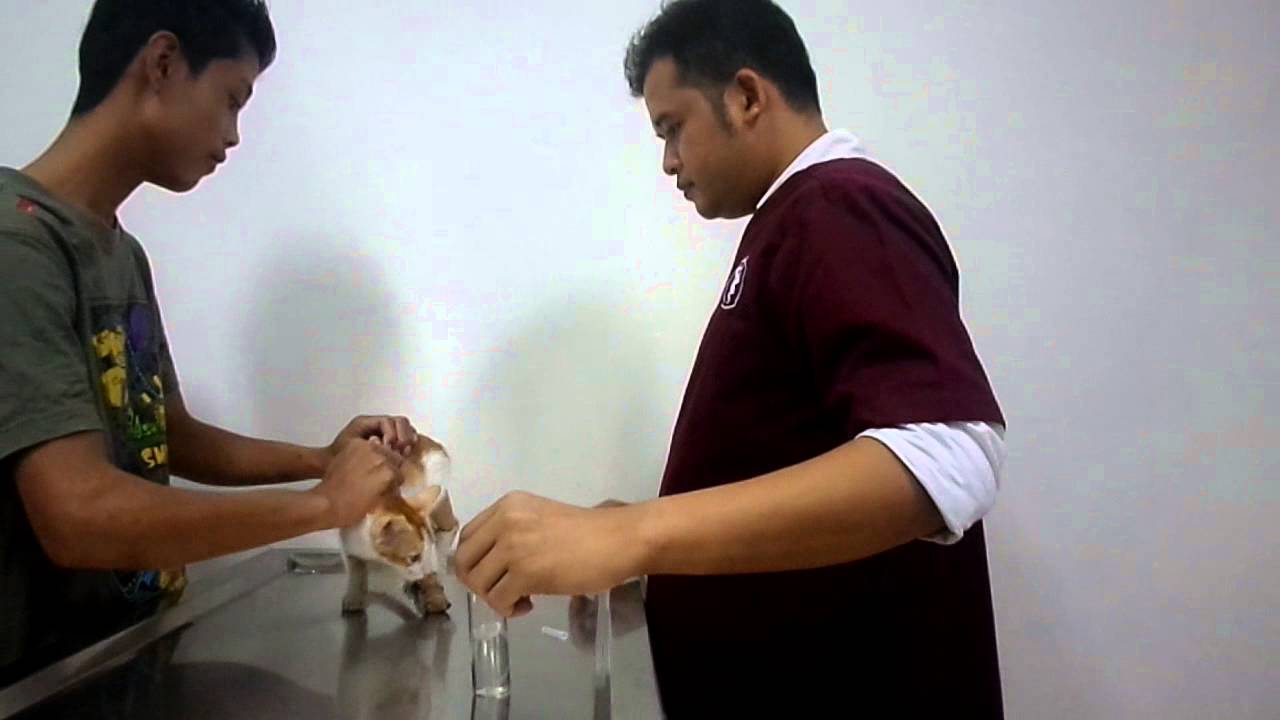 drh.Mirjawal ( AWAL CARE VETERINARY CLINIC ) - YouTube