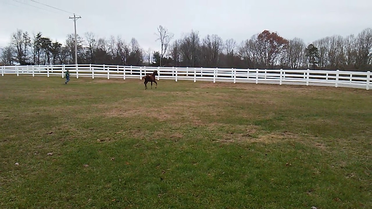 Dynamite. A 2018 stud colt at Saddlebrook Stables - YouTube