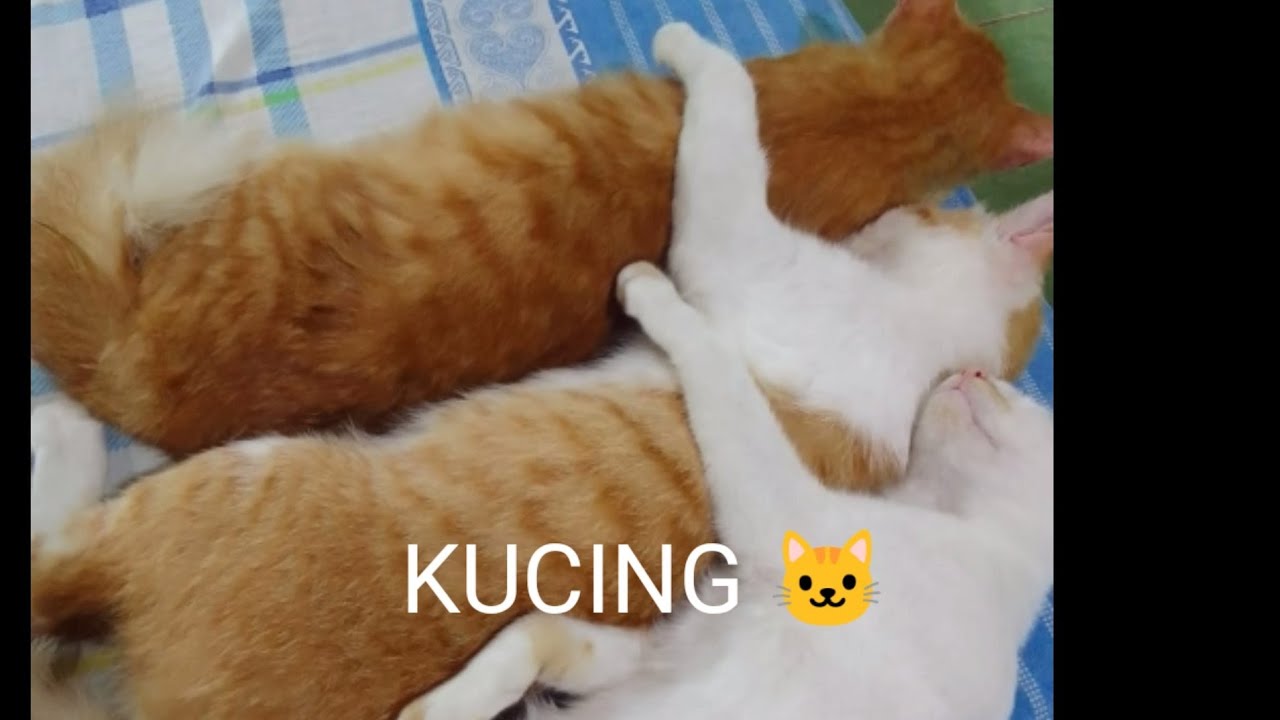 KUCING 🐱 - YouTube