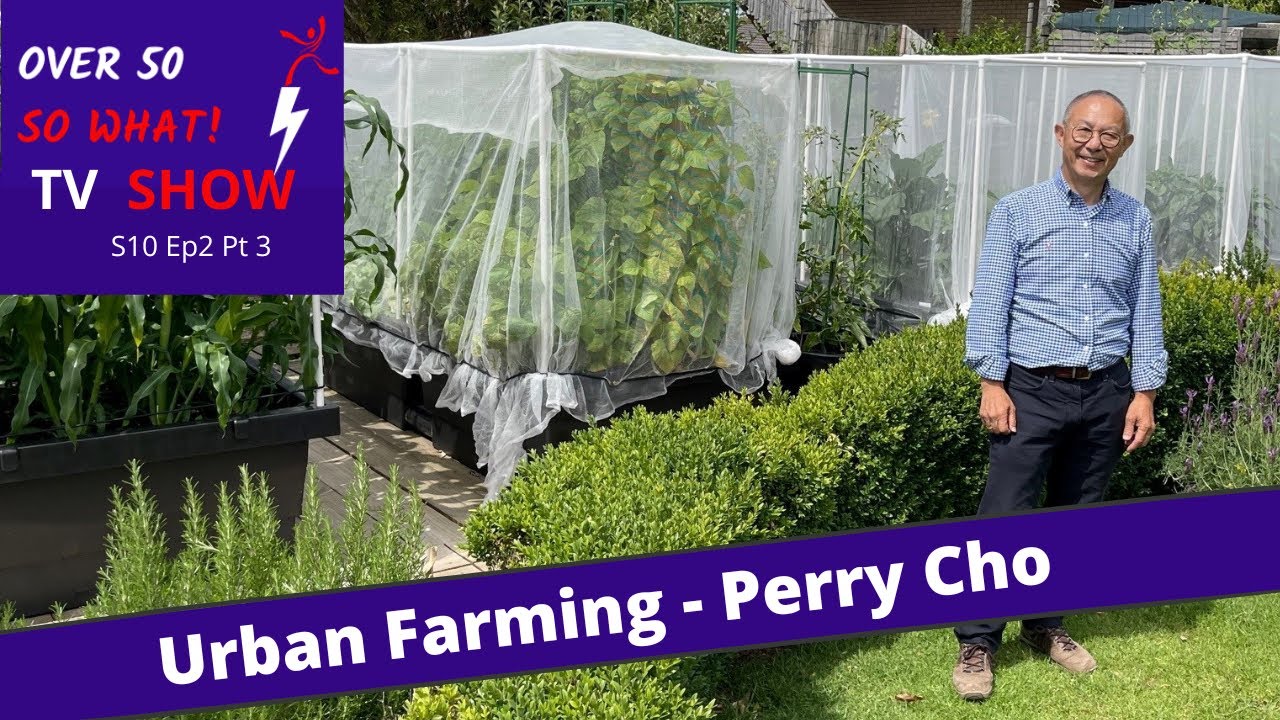 Why not grow your own veges? Even in small spaces – Perry Cho shows how ...