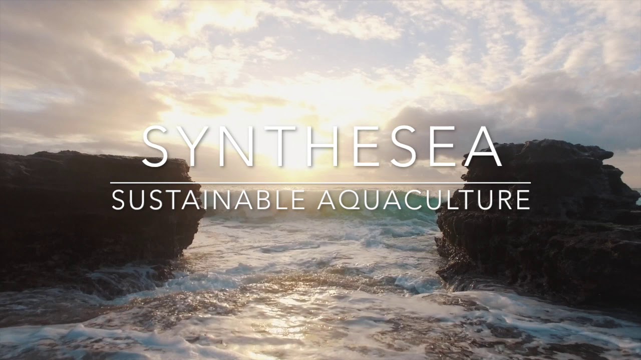 SyntheSea TFF Application Video - YouTube