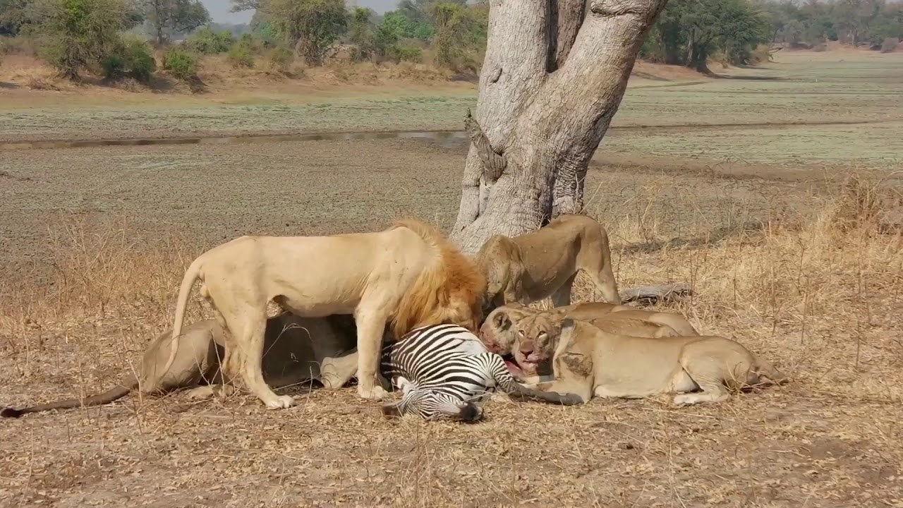 Lion Eating Zebra Alive