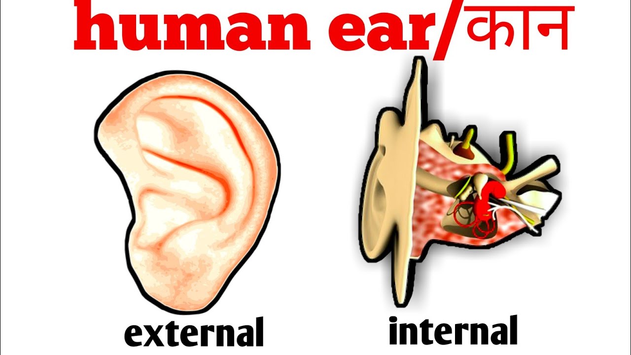 Human Outer Ear Diagram