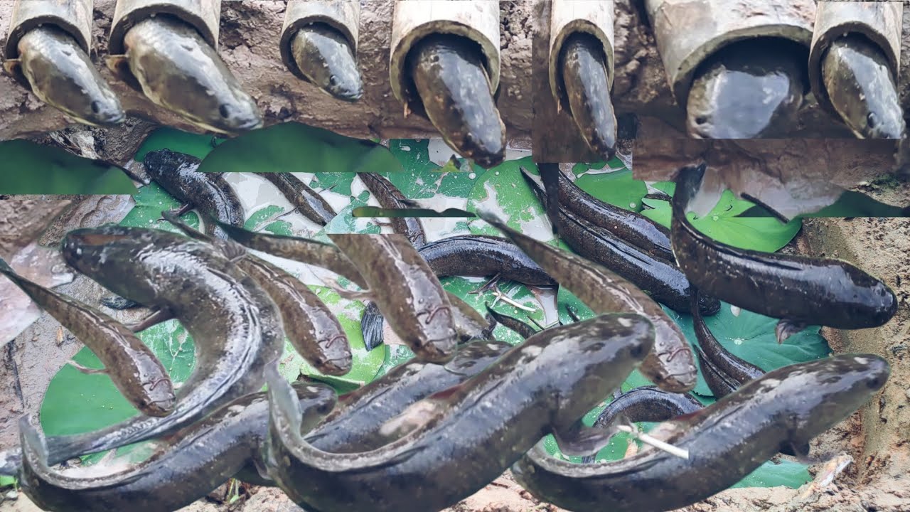 Amazing hole fish trap || best smart boys build trap Making an ...