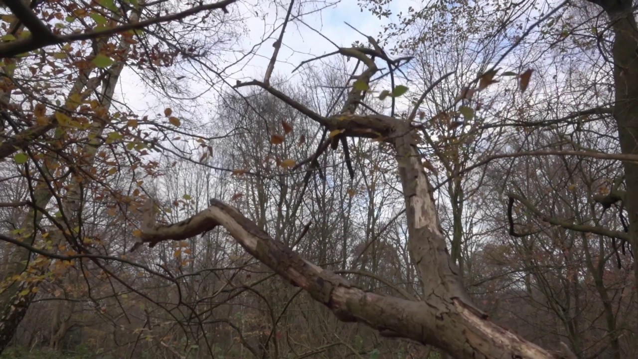 shaking branches - YouTube