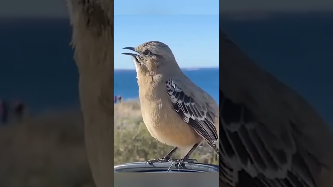 Amazing bird shouting.natural voice - YouTube
