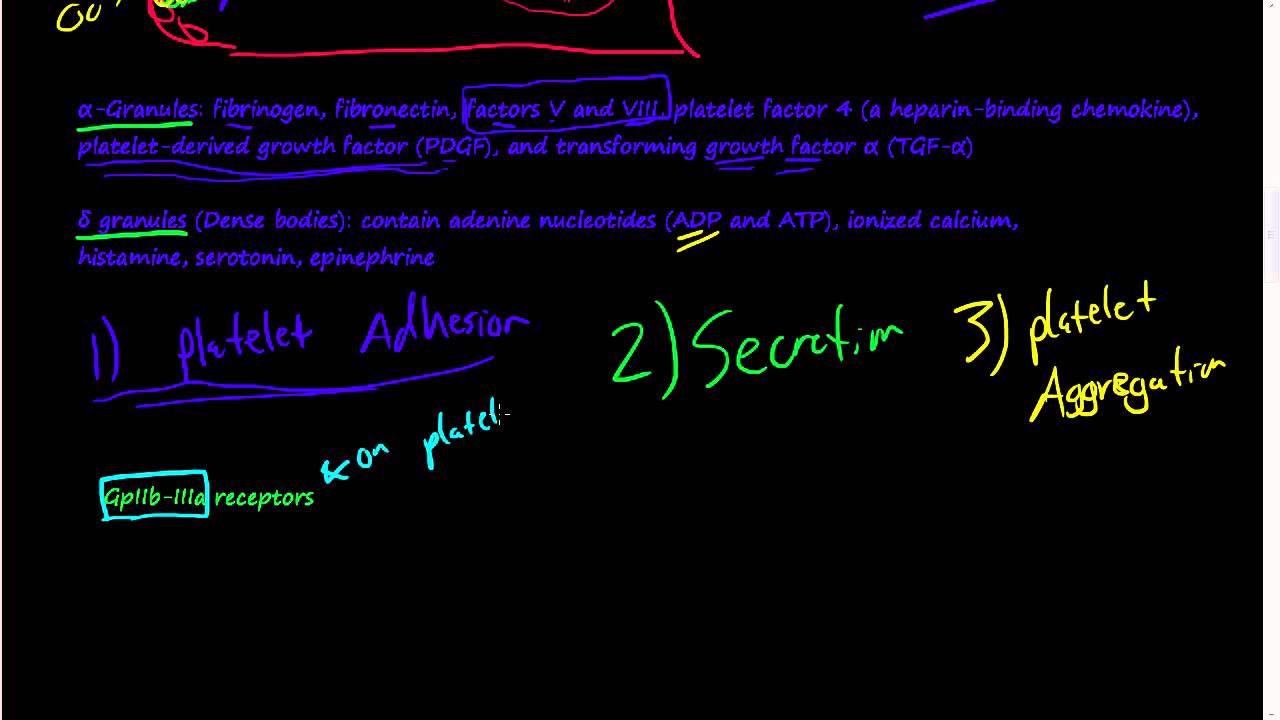 #50-Platelets contribution to Hemostasis, α-Granules, δ granules ...