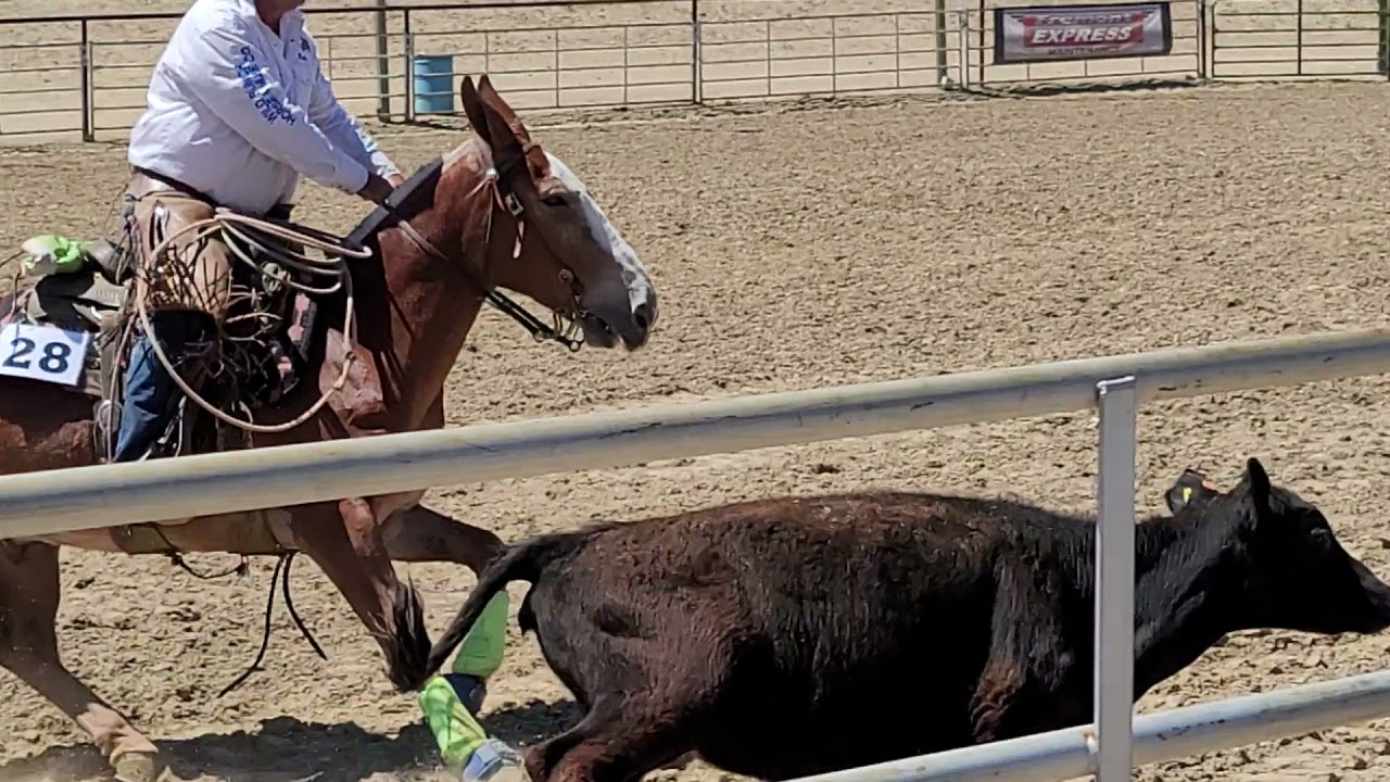 SPORT - Jake Clark Mule Days 2021 - Ranch Mule Competition - WILD BUNCH ...