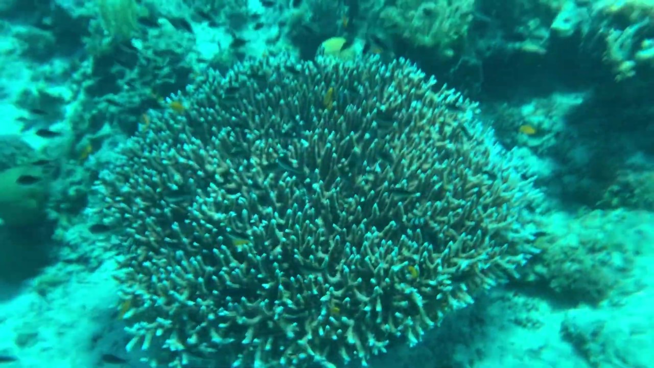 BALICASAG ISLAND 🌴 BOHOL- FISH FEEDING 🐠 Million of fishies and corals ...