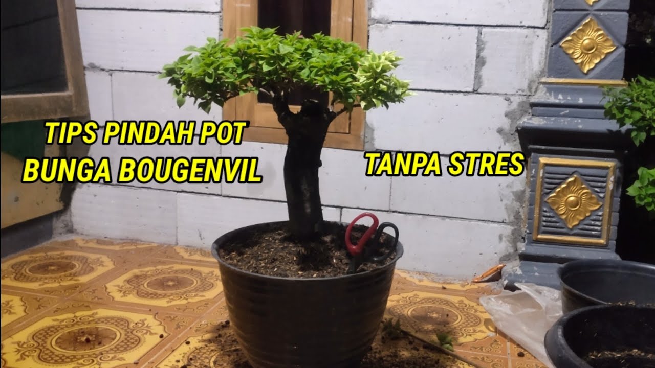 TIPS MENGGANTI POT PADA BUNGA BOUGENVIL AGAR TIDAK TERJADI STRES DAN ...