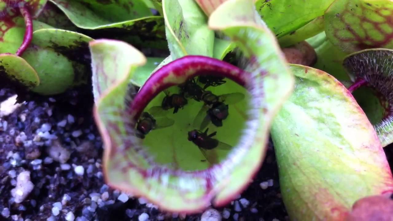 Purple Pitcher Plant catches flies - YouTube