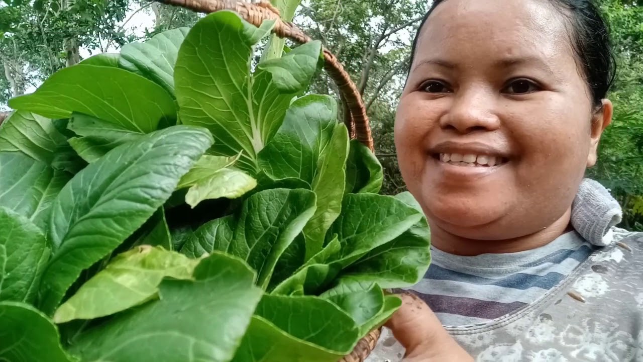 Sunday Harvesting Lettuce & Pechay Fresh - YouTube
