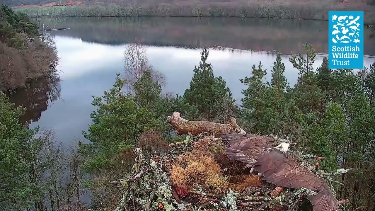 LM12 & NCO Defend Nest from Female Osprey Intruder (Loch of the Lowes Osprey Webcam 2022) - YouTube