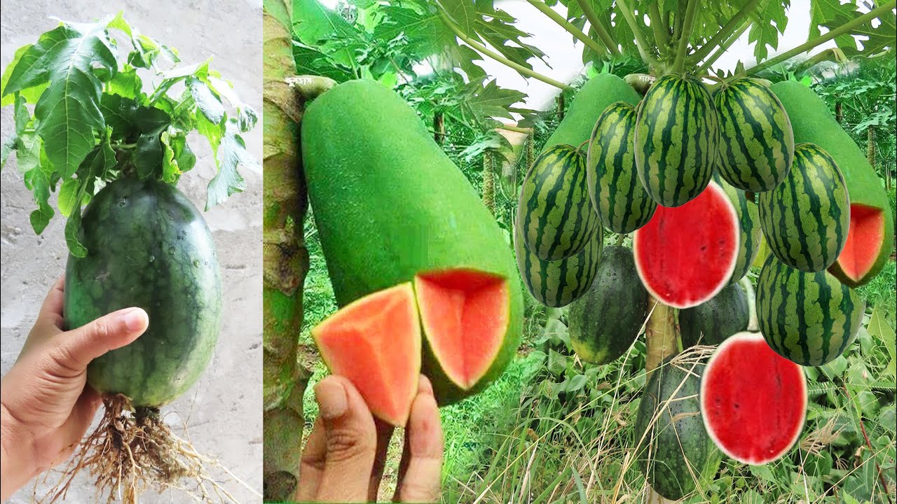Break new method transplant papaya into watermelon success 100% Papaya ...