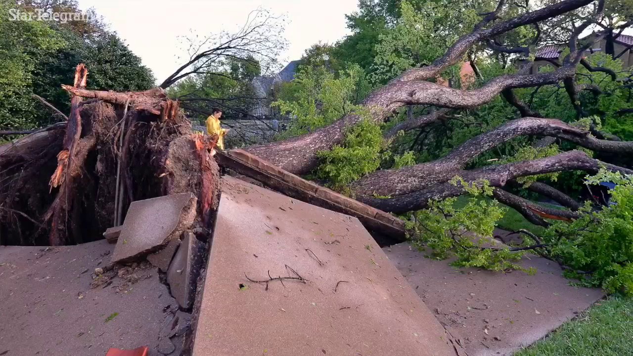 100 year old tree crushes a Ford Mustang - YouTube